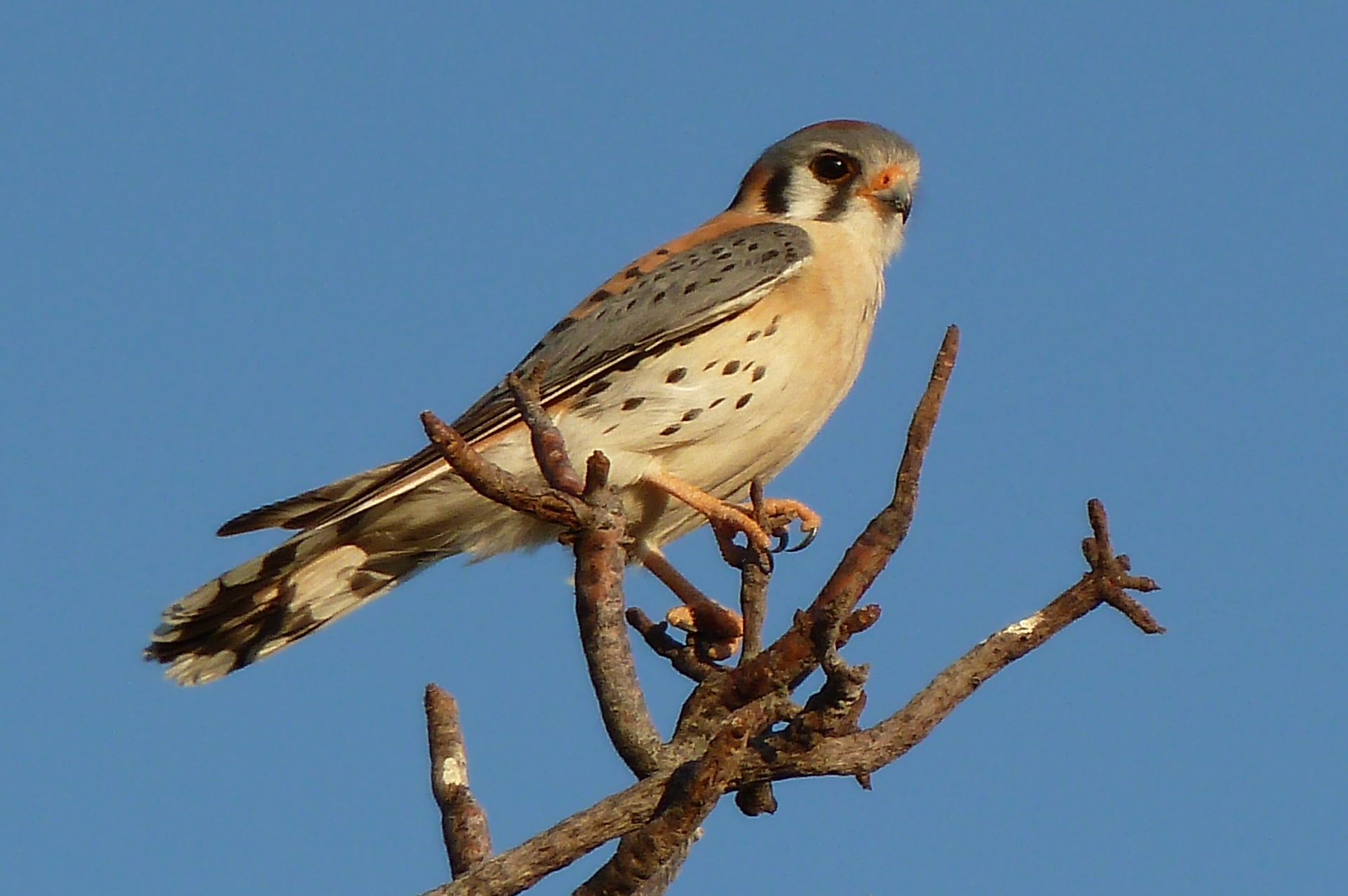 American Kestrel | Mexican Birds.org