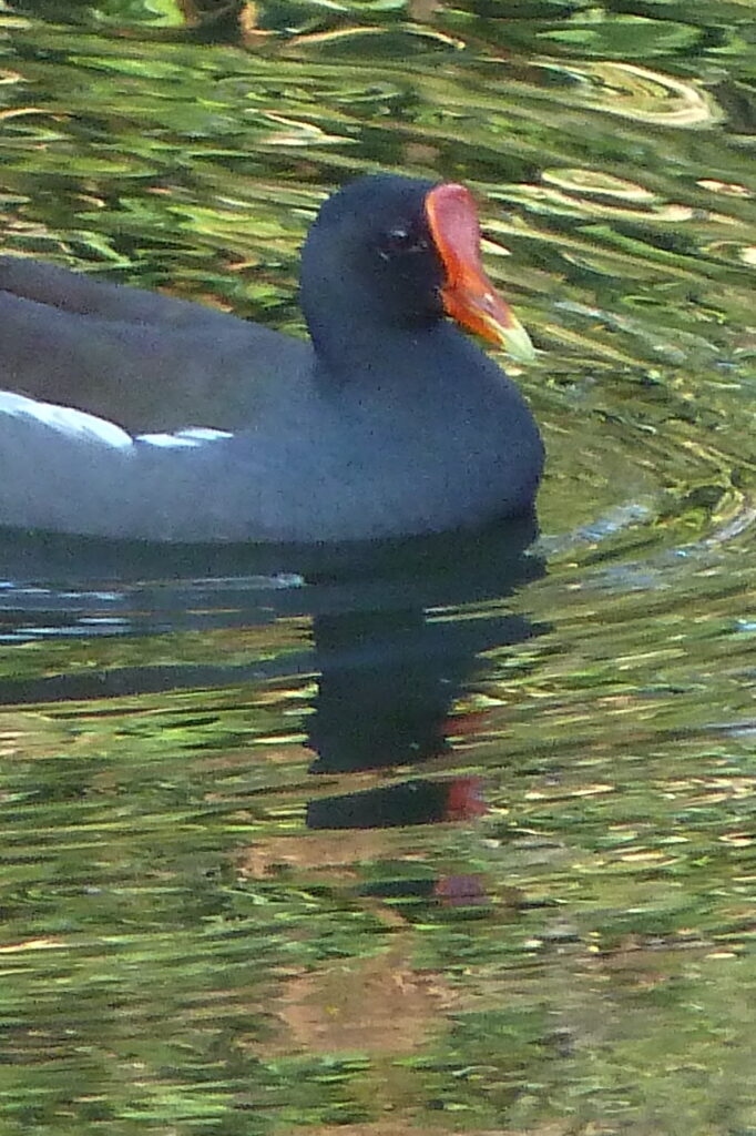 Common Gallinule | Mexican Birds.org