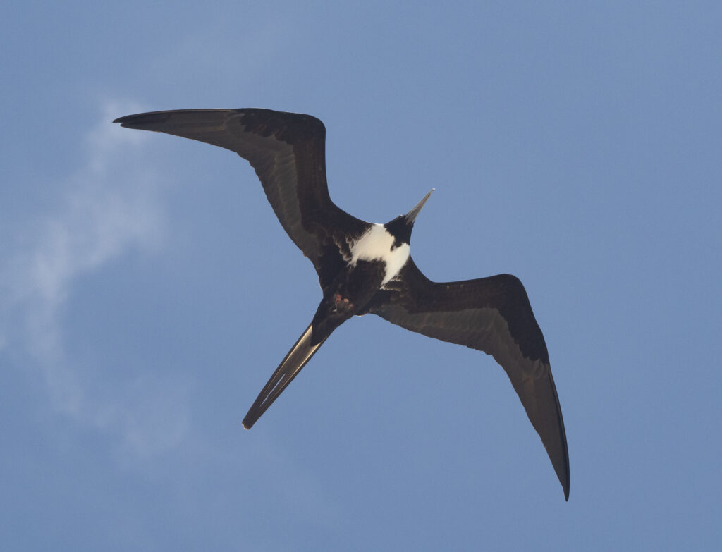 Magnificent Frigate | Mexican Birds.org