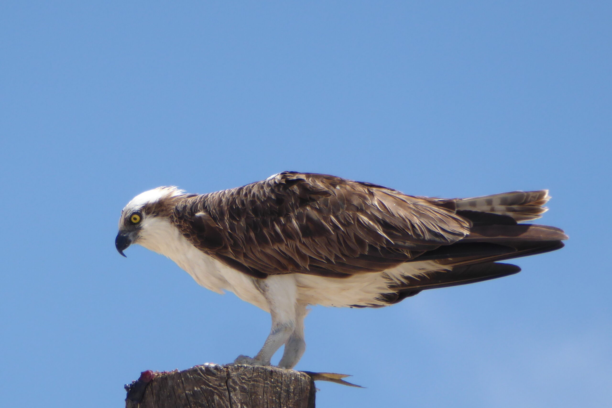 Osprey | Mexican Birds.org