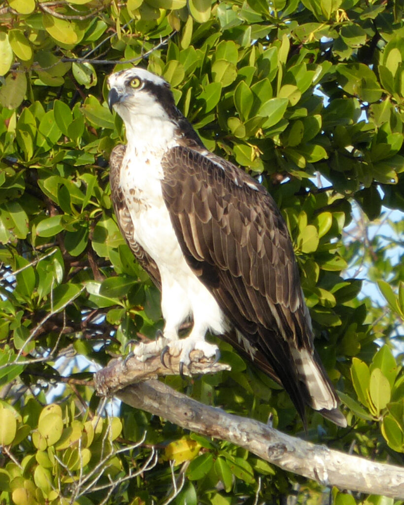 Osprey | Mexican Birds.org