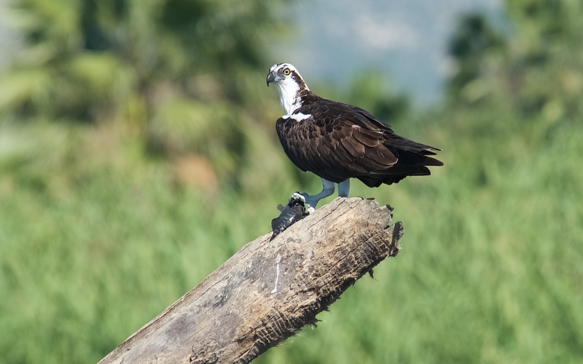 Osprey | Mexican Birds.org