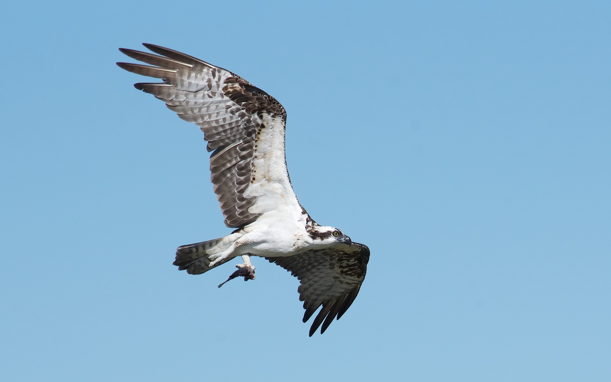 Osprey | Mexican Birds.org