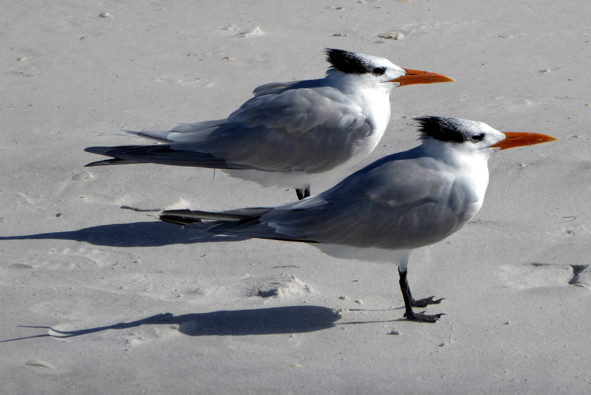 Royal Tern | Mexican Birds.org