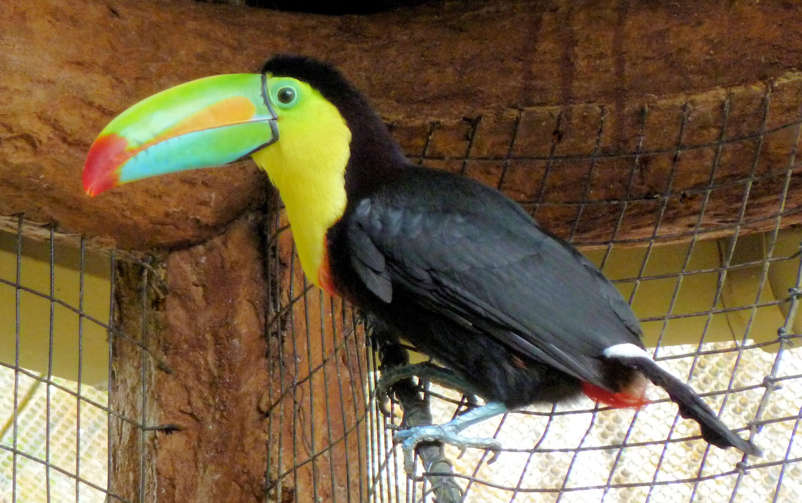 Keel-billed Toucan | Mexican Birds.org