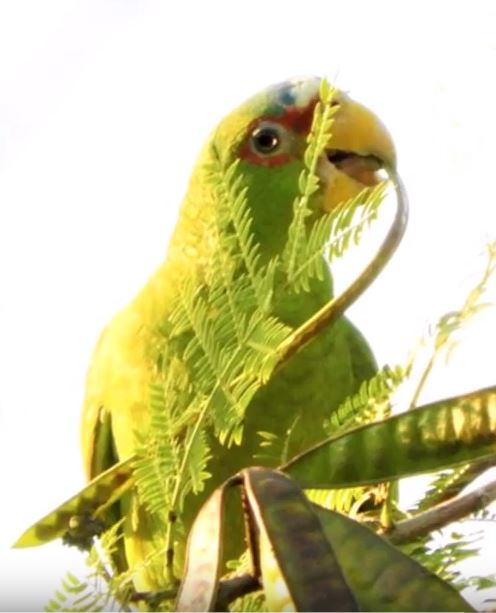 White-fronted Parrot | Mexican Birds.org