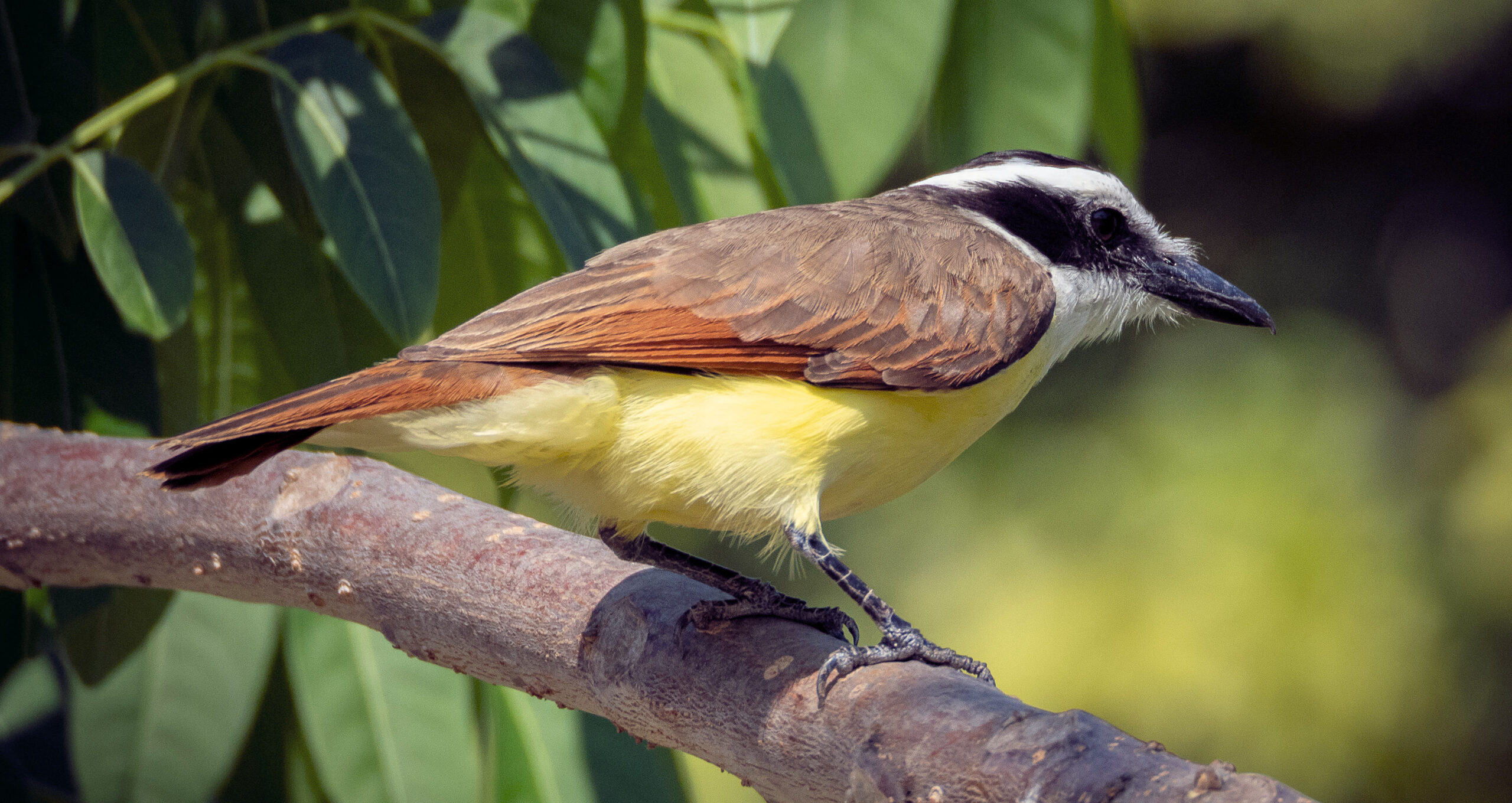 Great Kiskadee | Mexican Birds.org