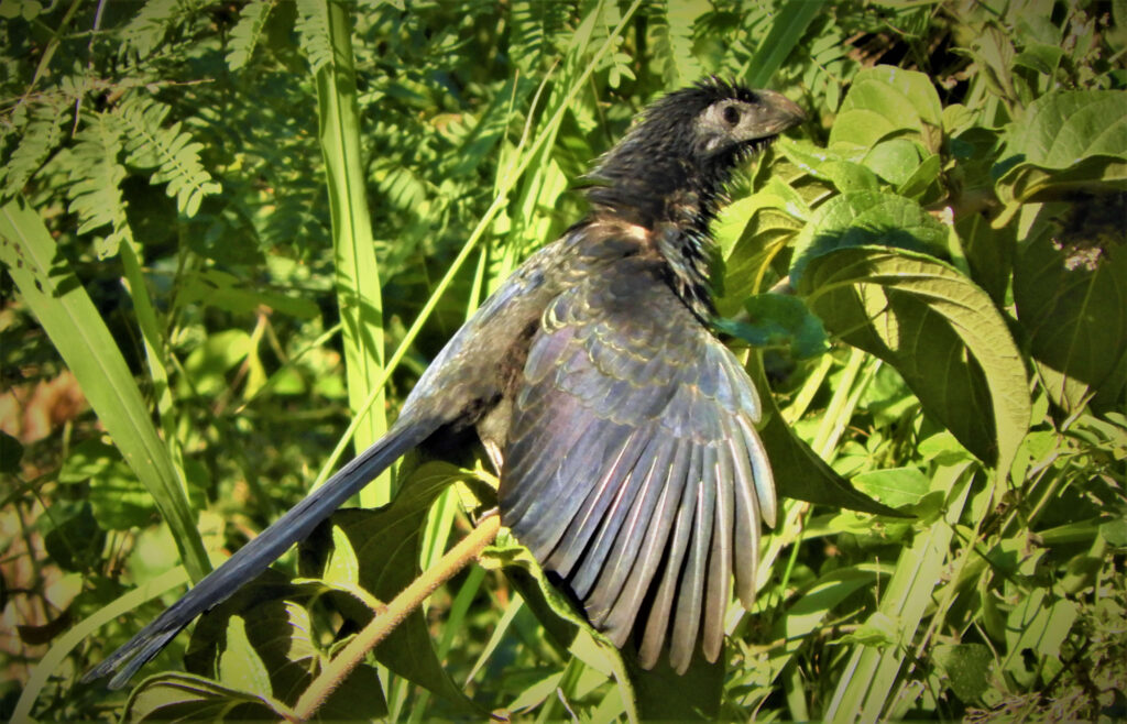 Groove-billed Ani | Mexican Birds.org