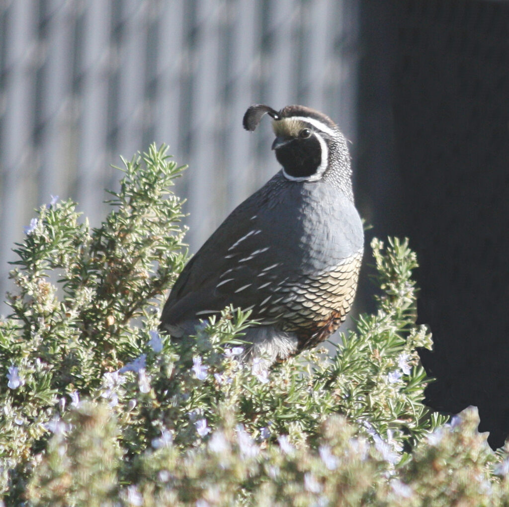 Gambel’s Quail | Mexican Birds.org