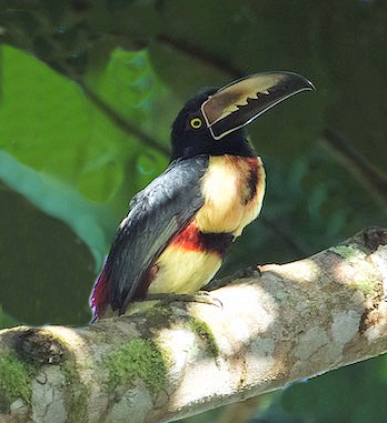 Collared Aracari | Mexican Birds.org