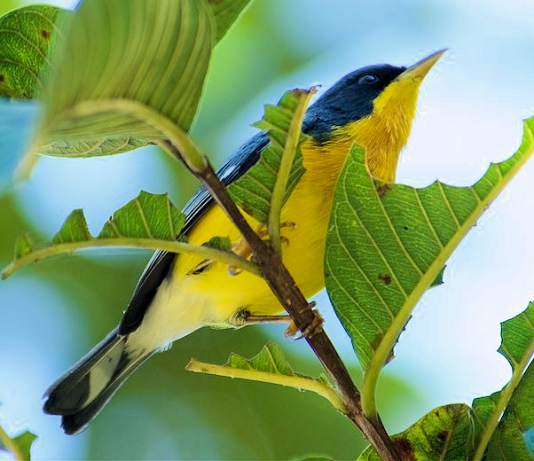 Tropical Parula | Mexican Birds.org