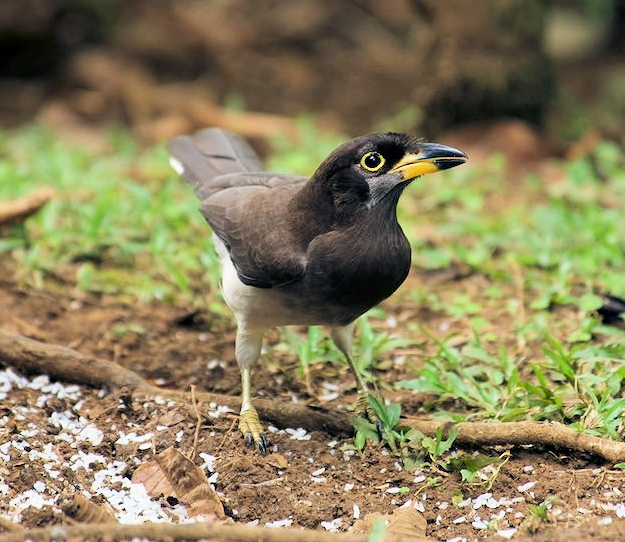 Brown Jay | Mexican Birds.org
