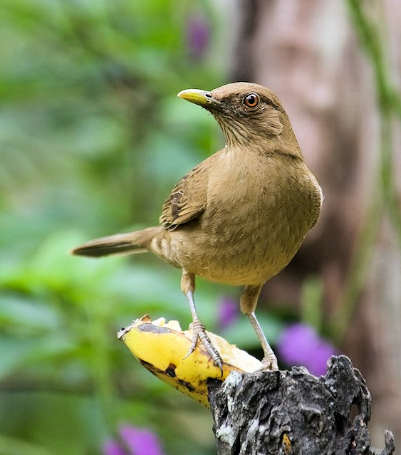 Clay-colored Thrush | Mexican Birds.org