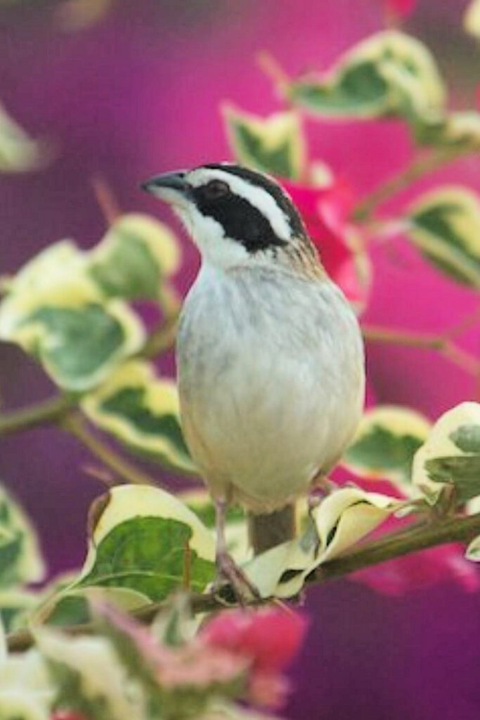 Stripe-headed Sparrow | Mexican Birds.org