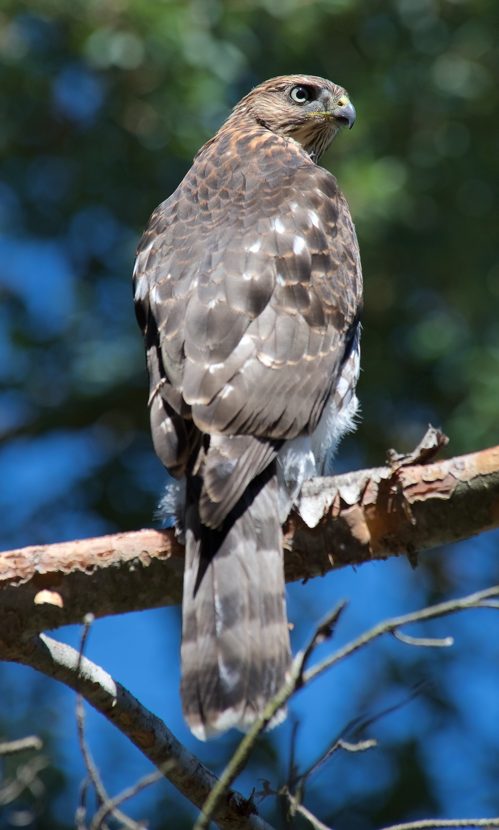 Cooper’s Hawk | Mexican Birds.org