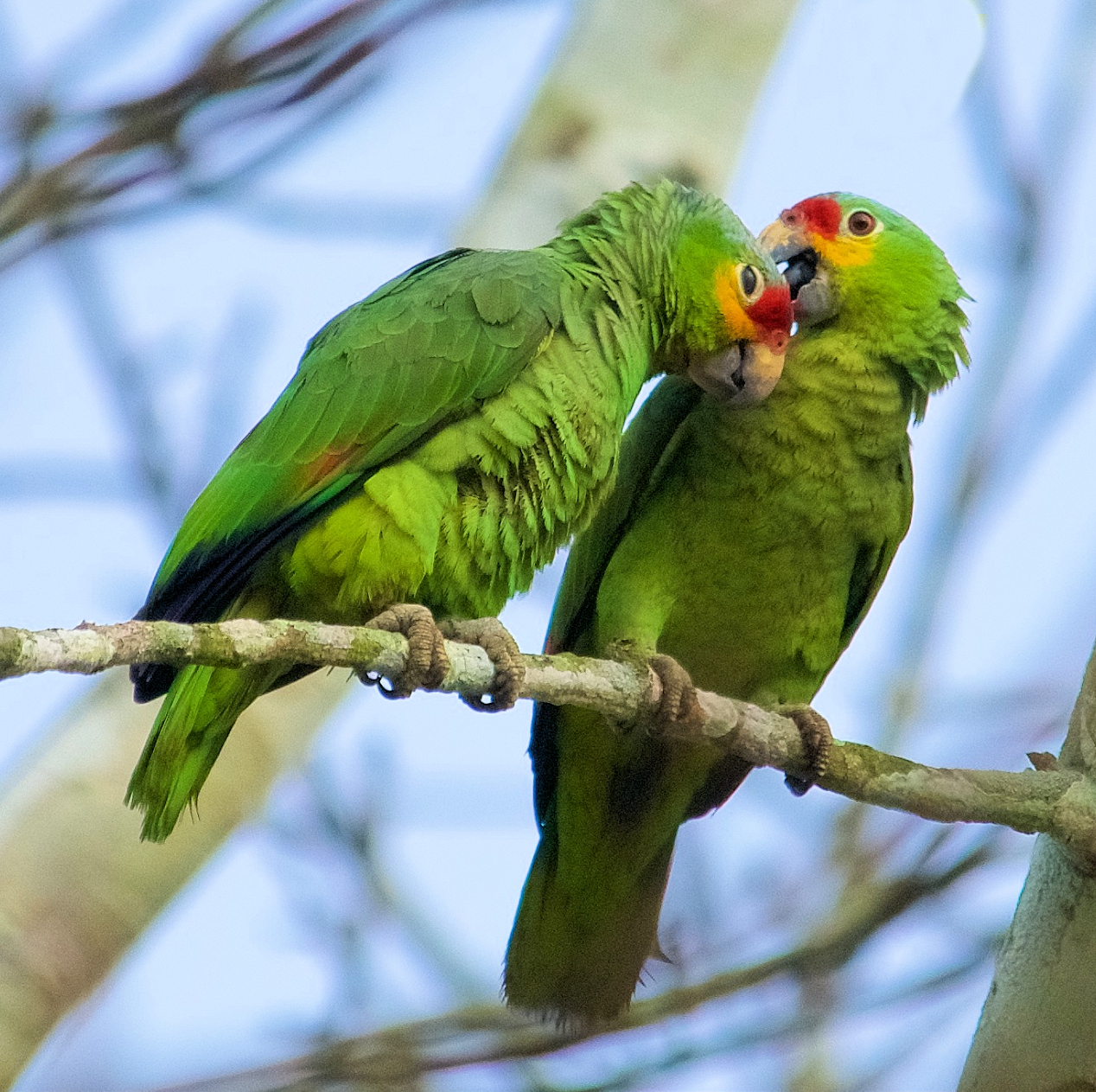 Red-lored Parrot | Mexican Birds.org
