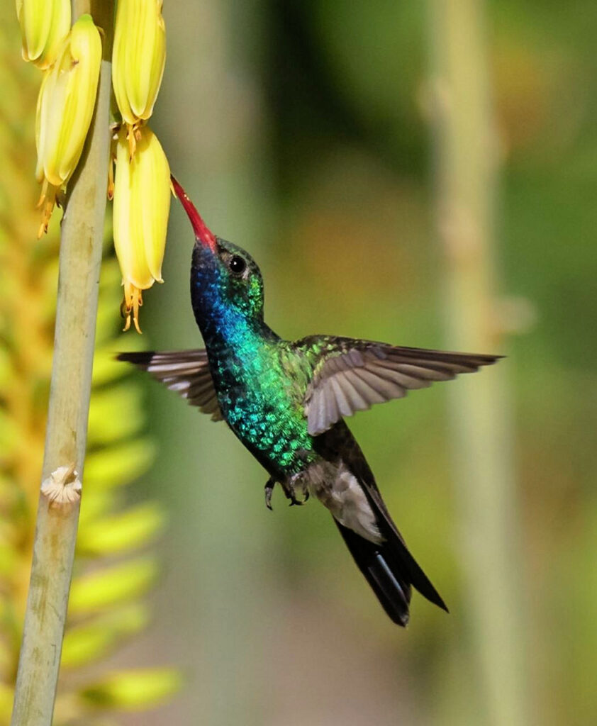 Broad-billed Hummingbird | Mexican Birds.org