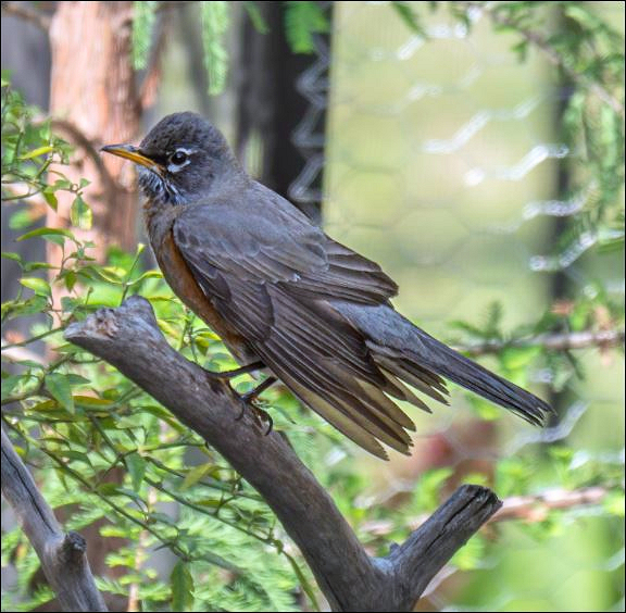 American Robin | Mexican Birds.org