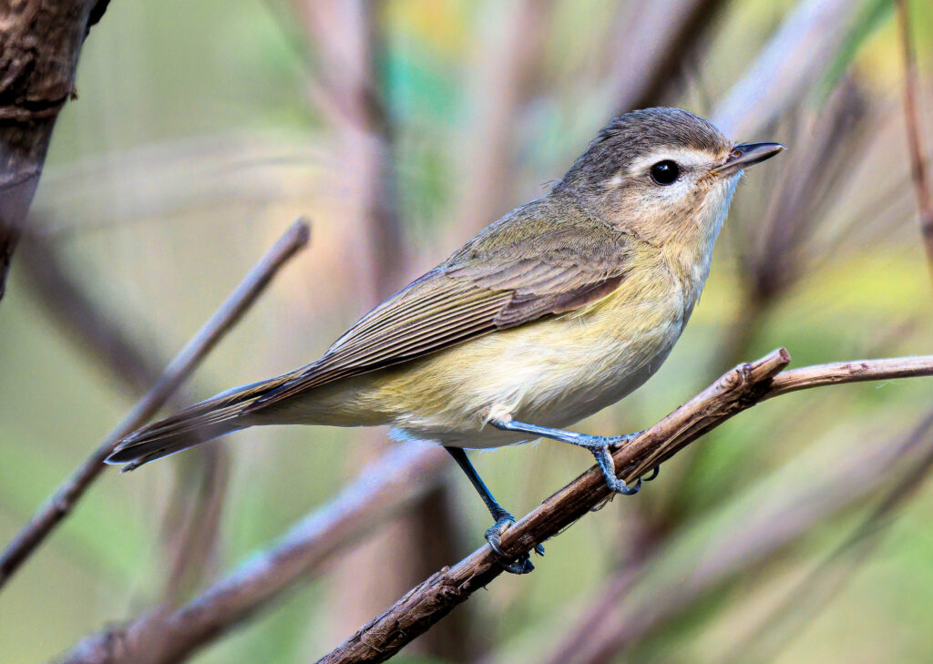 Warbling Vireo | Mexican Birds.org
