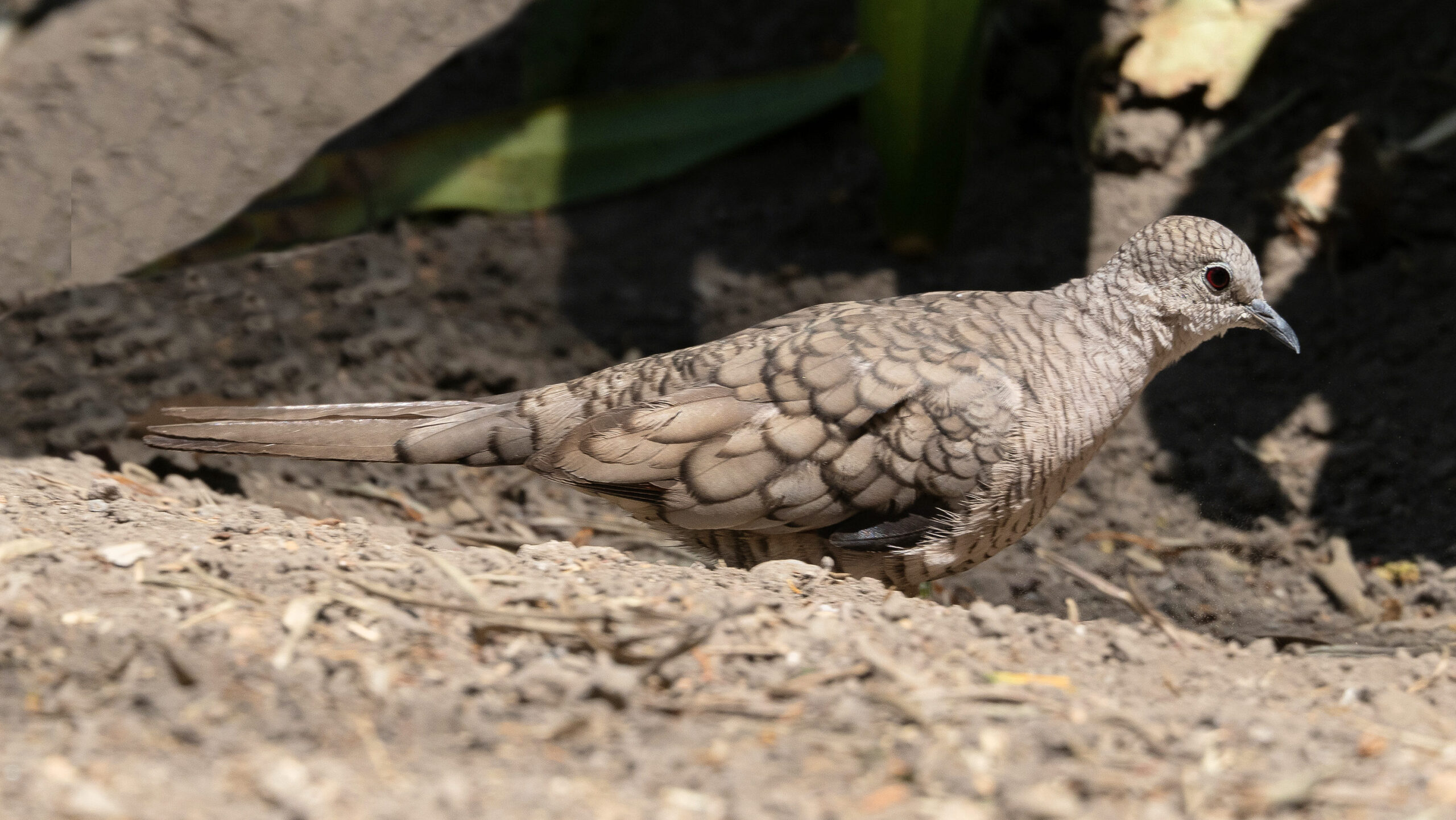 Inca Dove | Mexican Birds.org