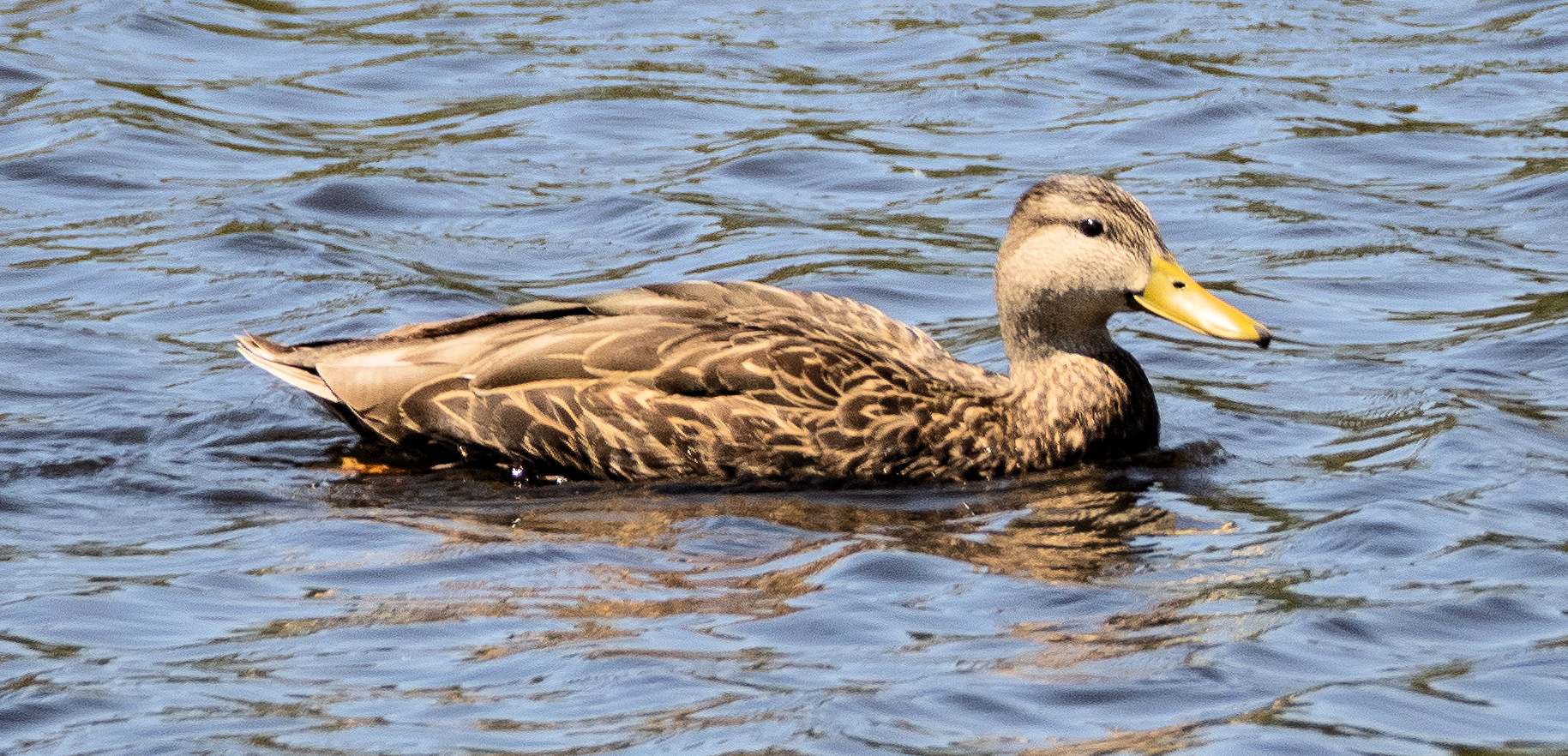 Mexican Duck | Mexican Birds.org