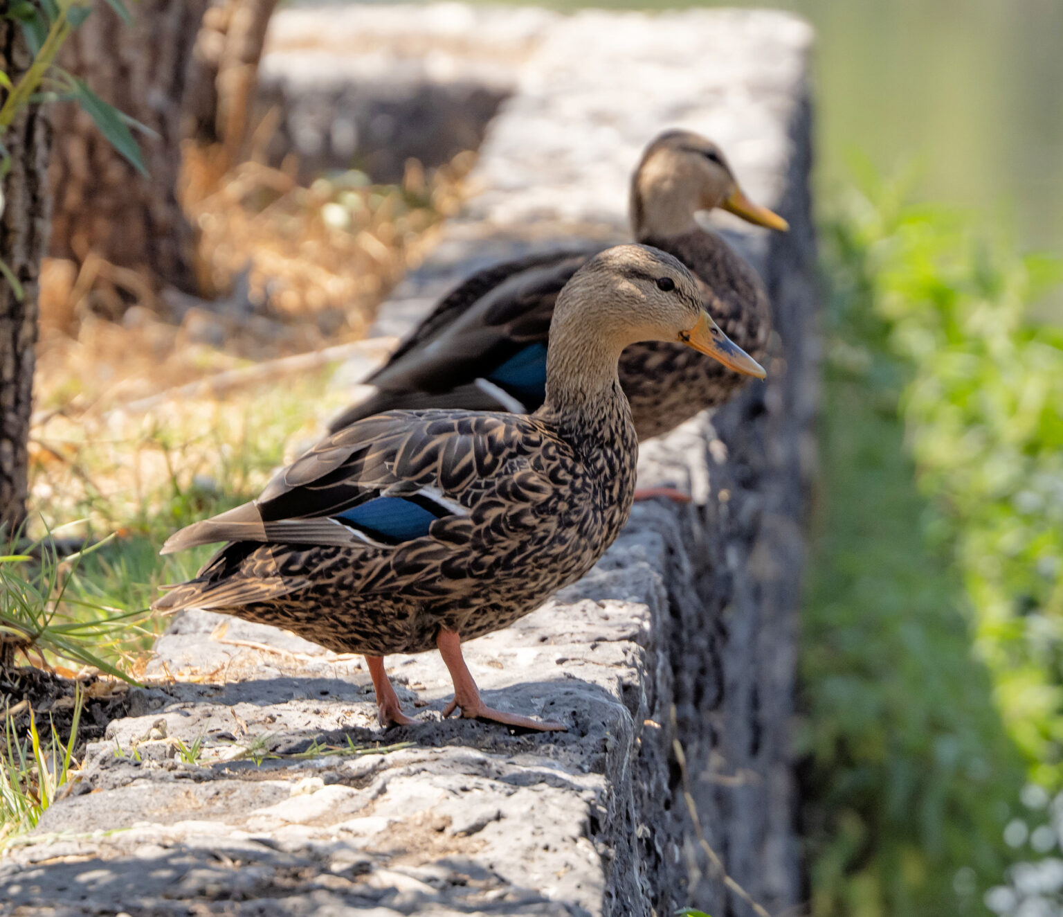 Mexican Duck | Mexican Birds.org
