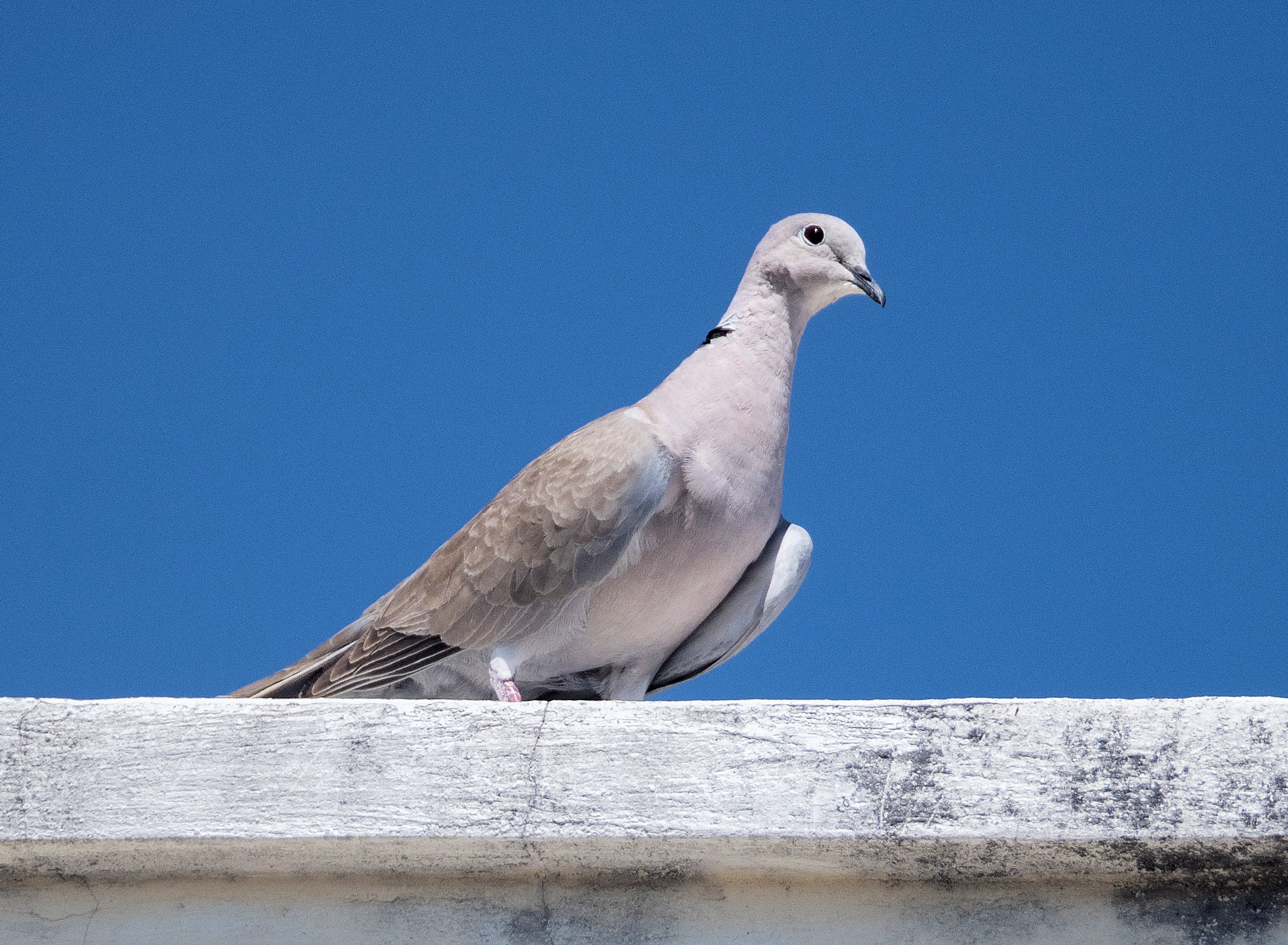 Eurasian Collard-Dove | Mexican Birds.org