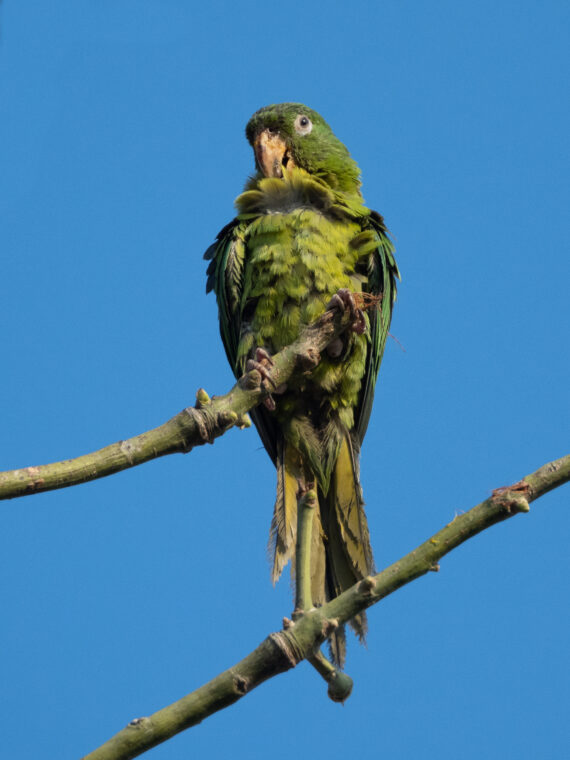 Green Parakeet | Mexican Birds.org