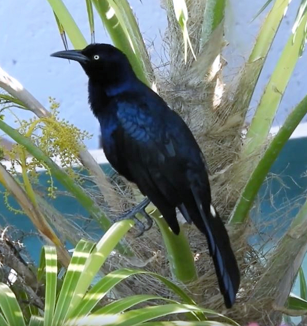 Great-tailed Grackle | Mexican Birds.org
