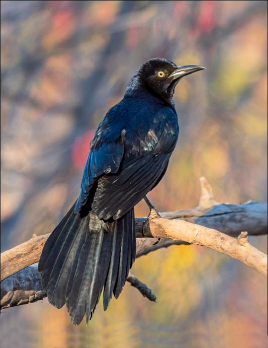 Great-tailed Grackle | Mexican Birds.org