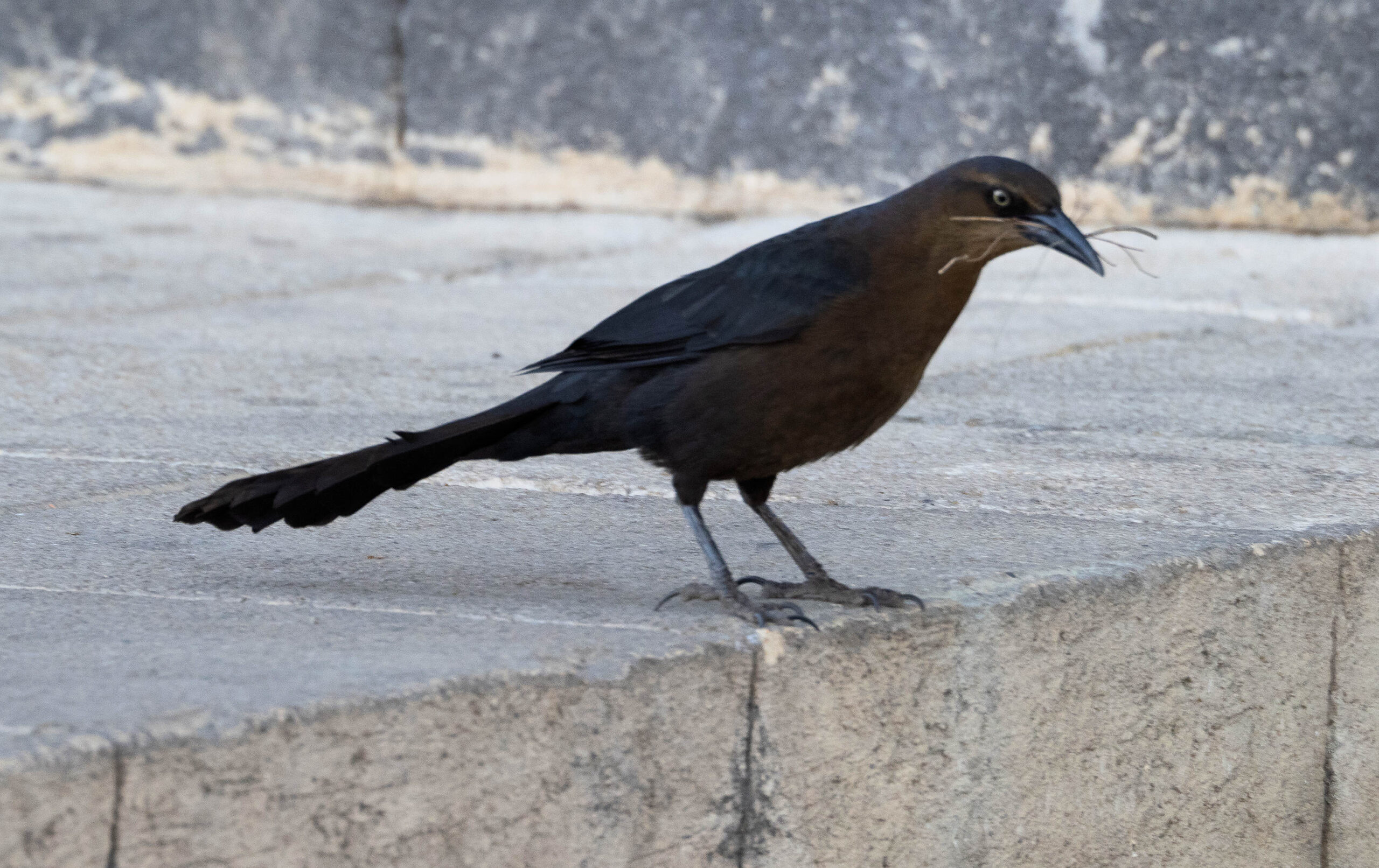 Great-tailed Grackle | Mexican Birds.org