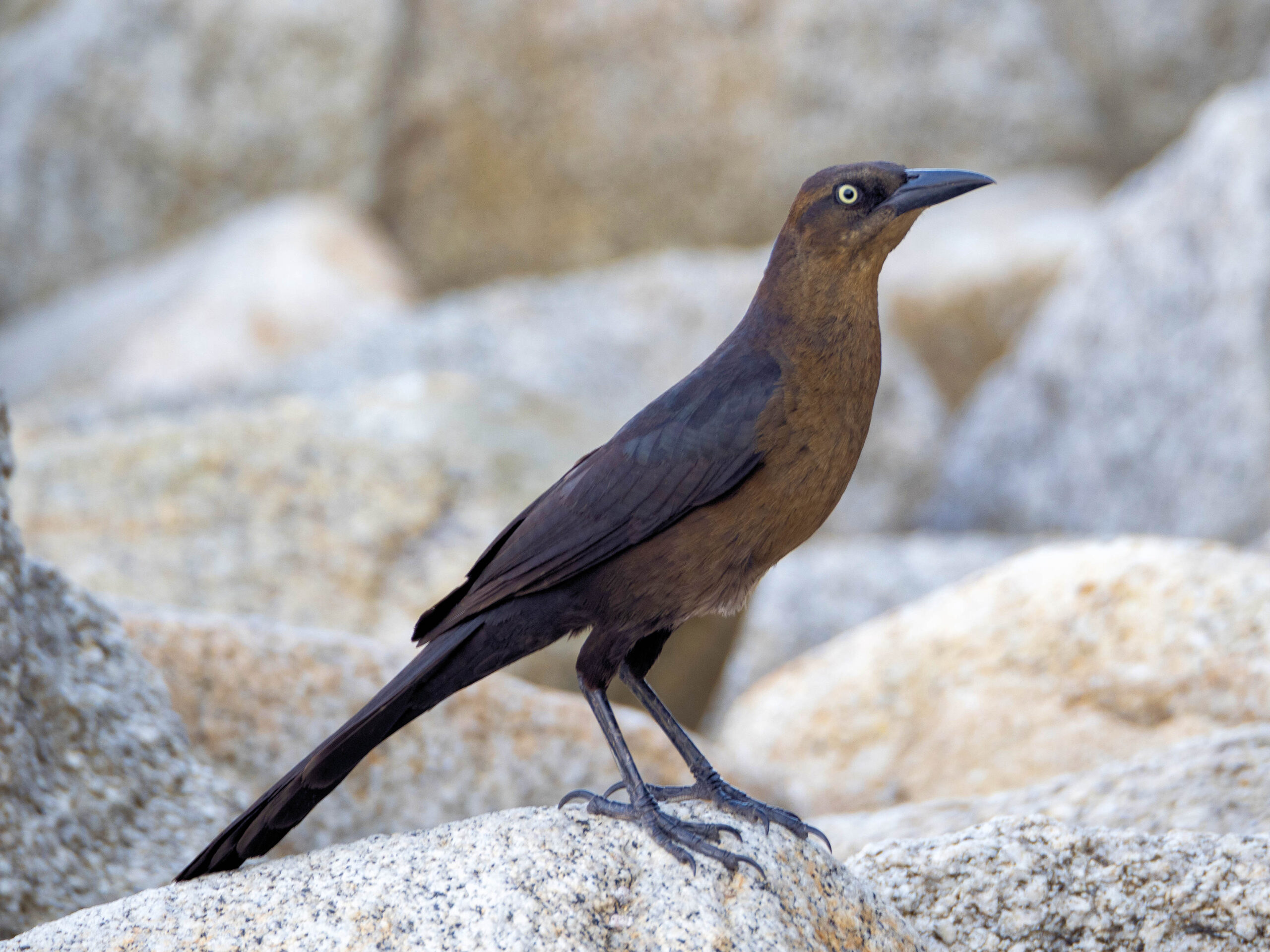Great-tailed Grackle | Mexican Birds.org