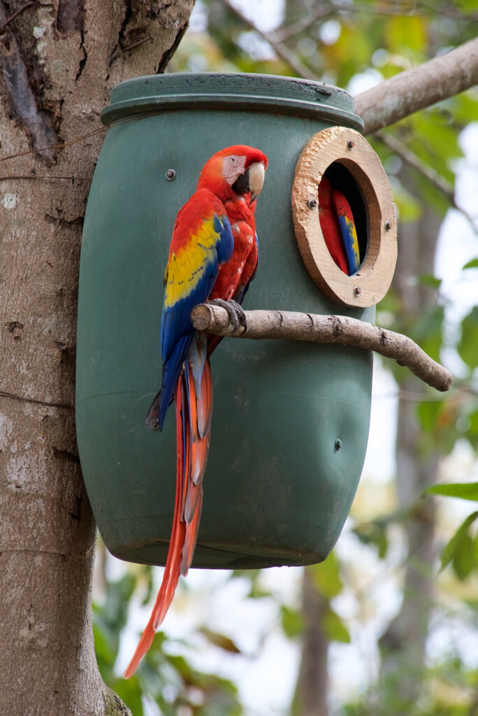 Scarlet Macaw | Mexican Birds.org