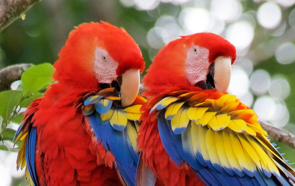 Scarlet Macaw | Mexican Birds.org