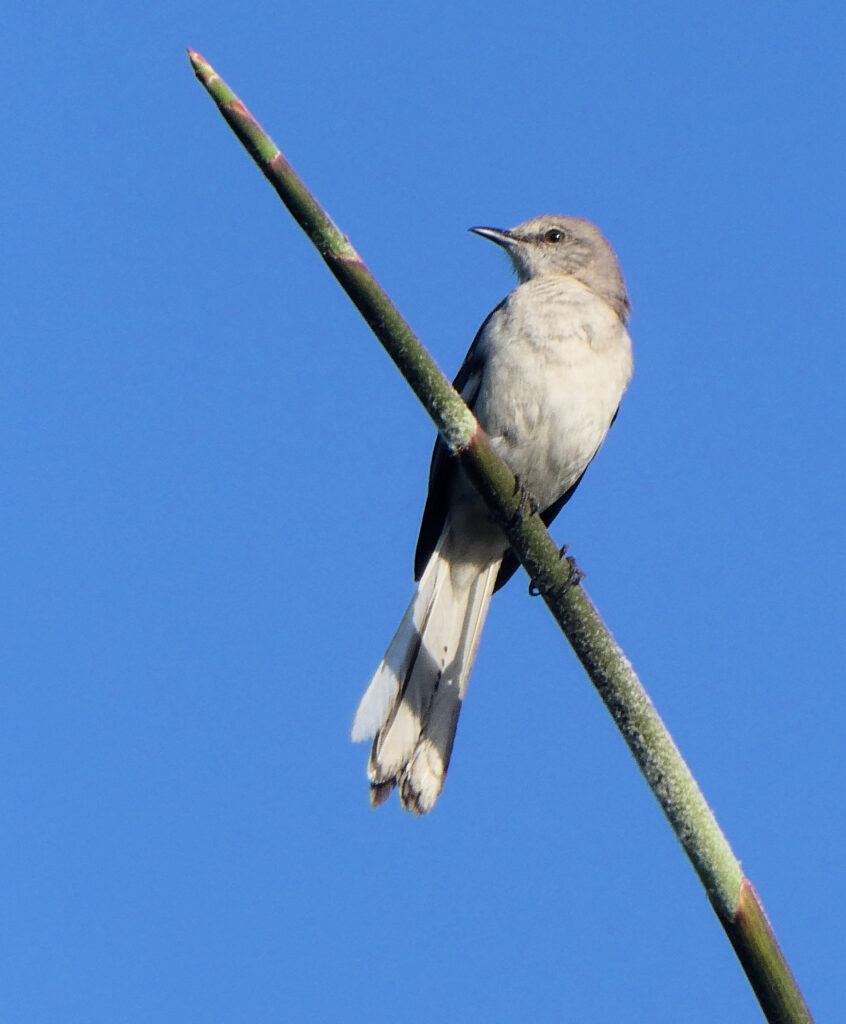 Tropical Mockingbird | Mexican Birds.org