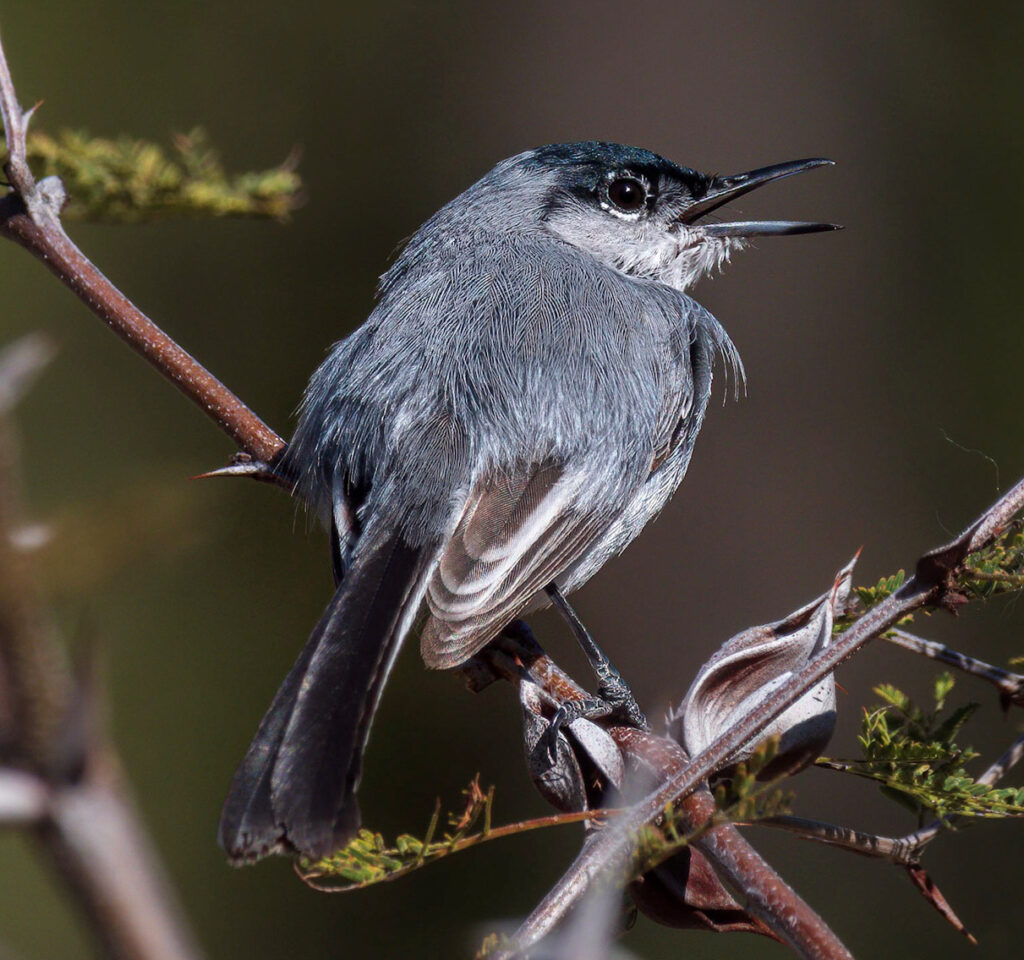 Black-capped Gnatcatcher | Mexican Birds.org
