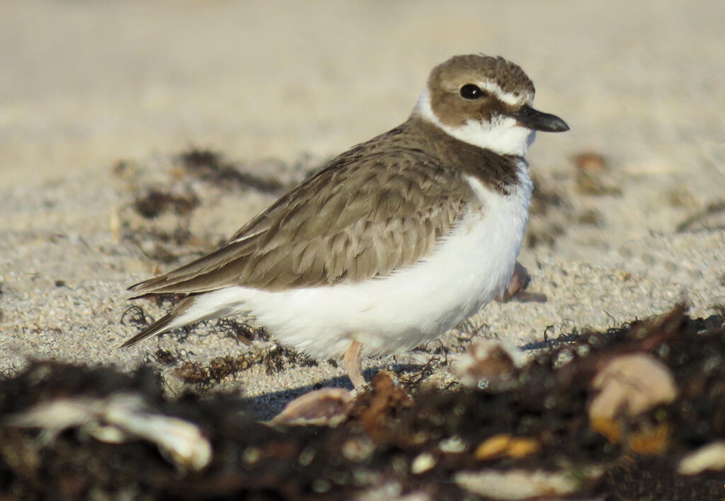 Wilson’s Plover | Mexican Birds.org