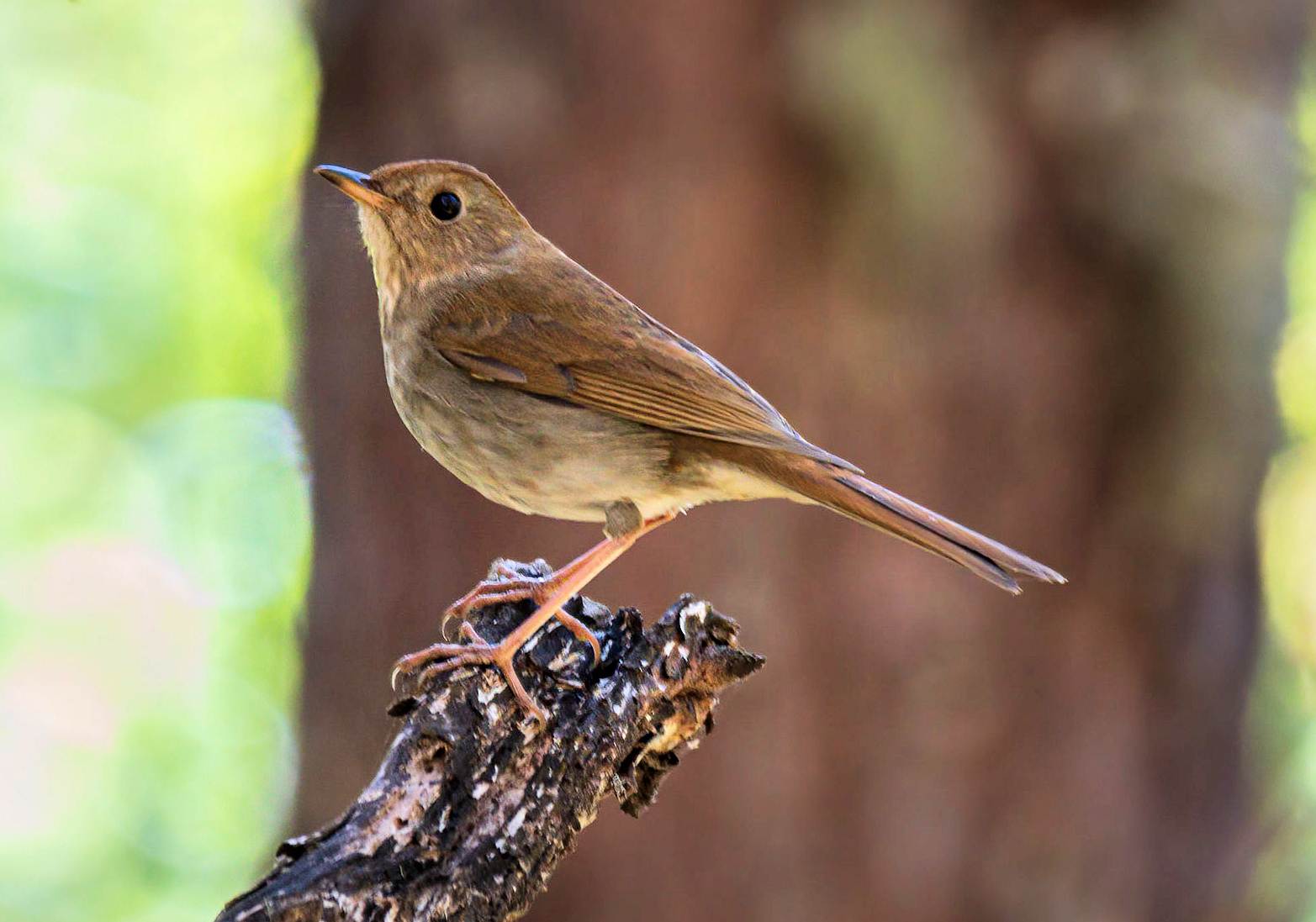 Russet Nightingale Thrush | Mexican Birds.org