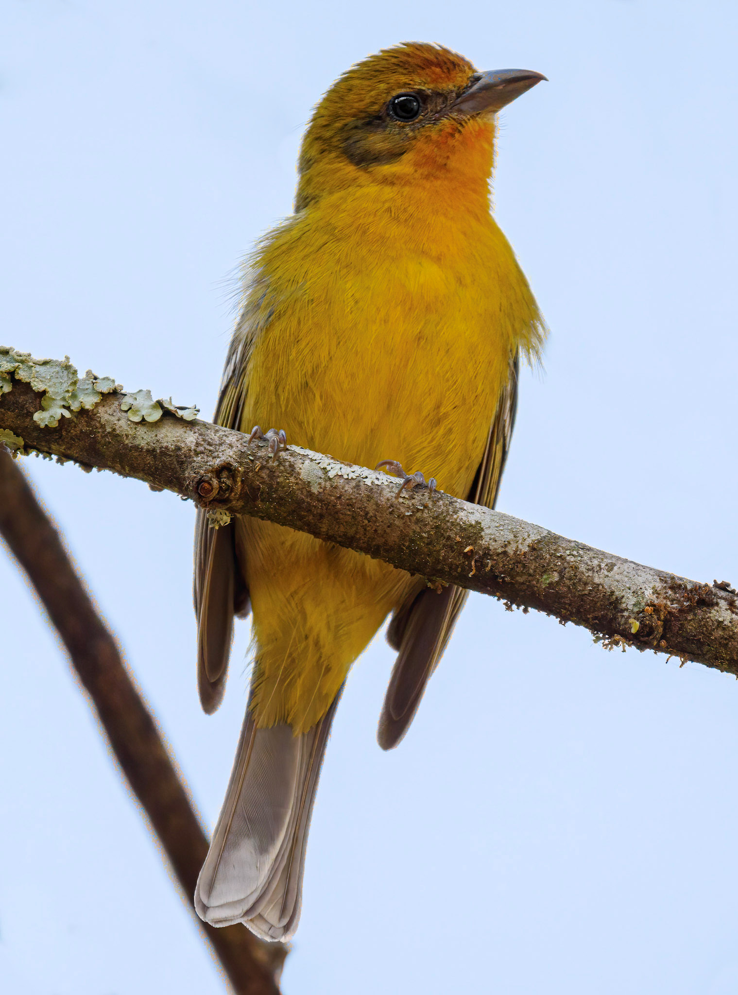 Flame-colored Tanager | Mexican Birds.org