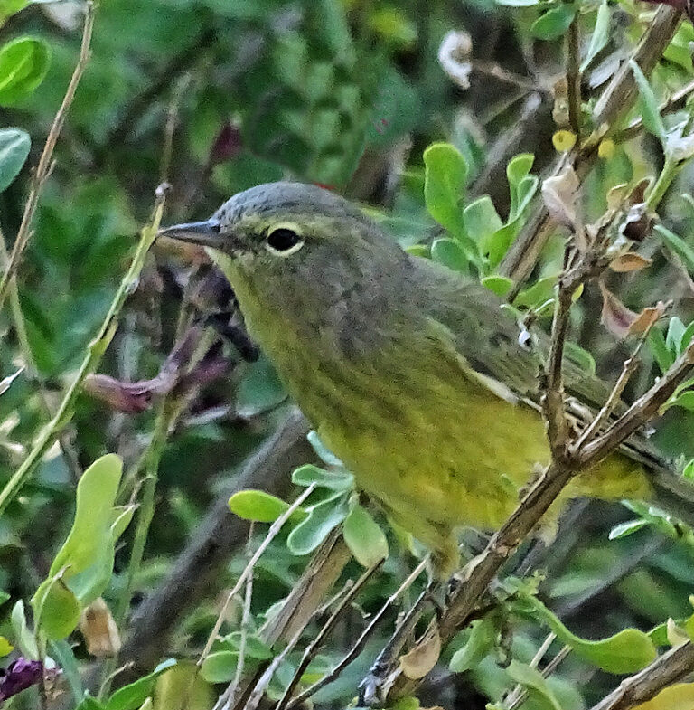 Orange-crowned Warbler | Mexican Birds.org