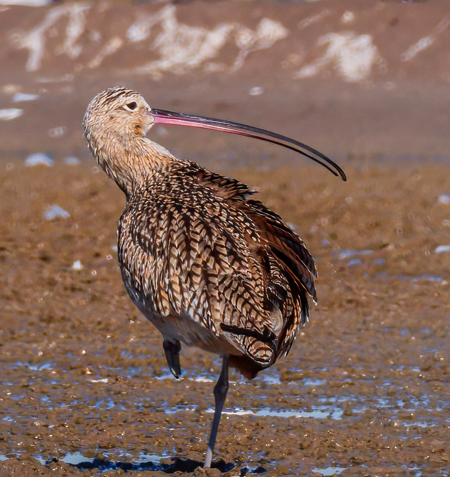 Long-billed Curlew | Mexican Birds.org
