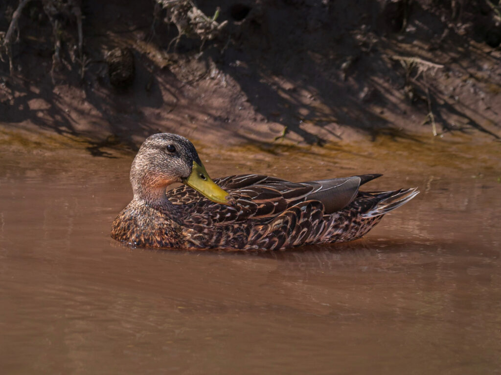 Mexican Duck | Mexican Birds.org