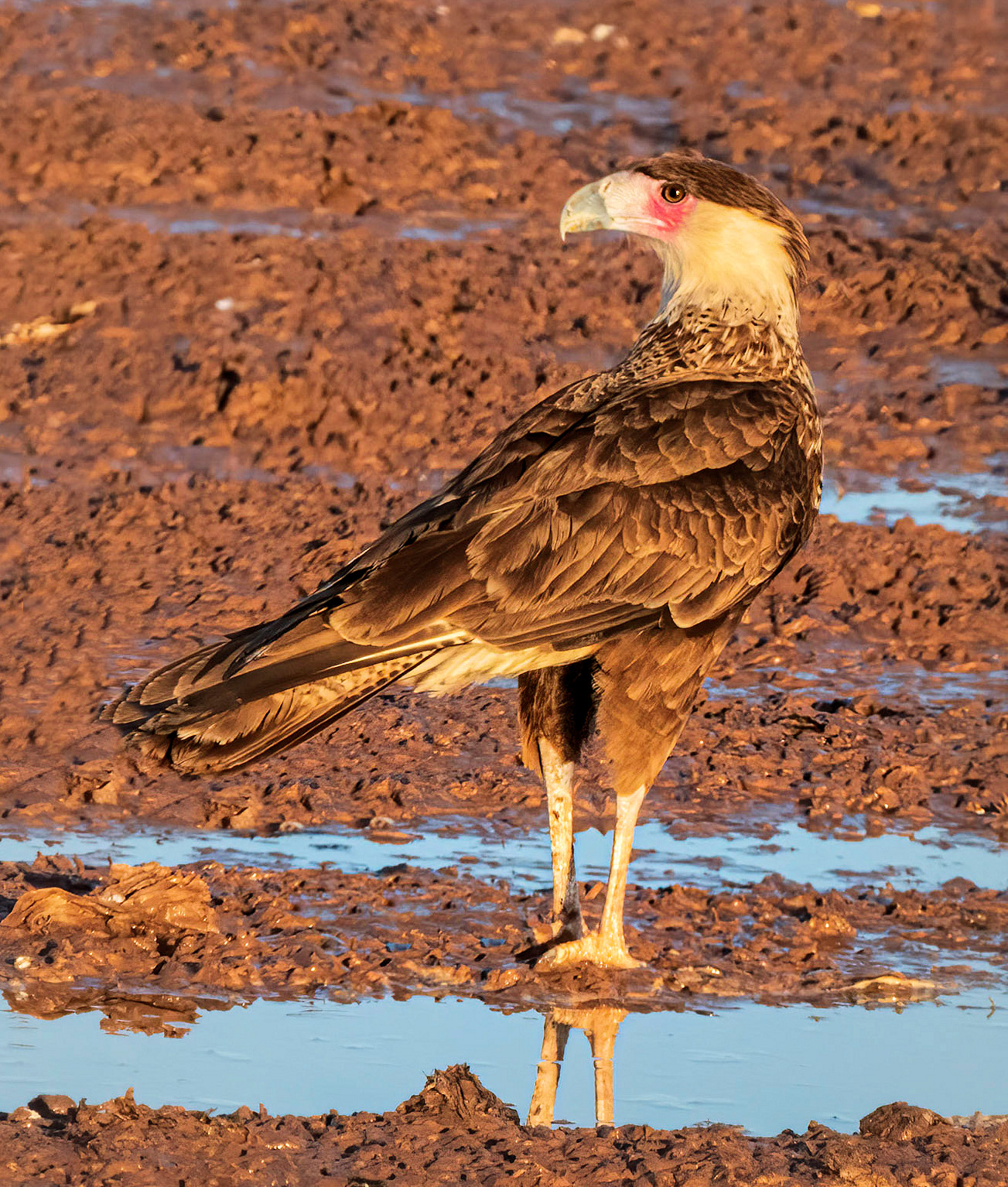 Crested Caracara | Mexican Birds.org