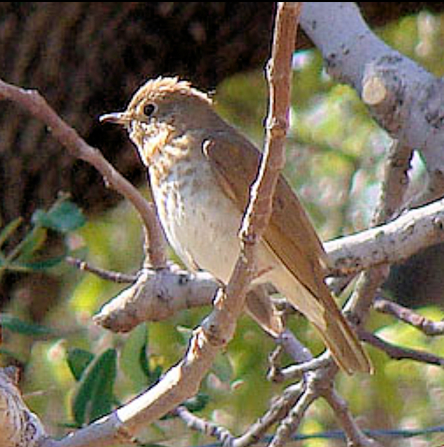 Swainson’s Thrush | Mexican Birds.org
