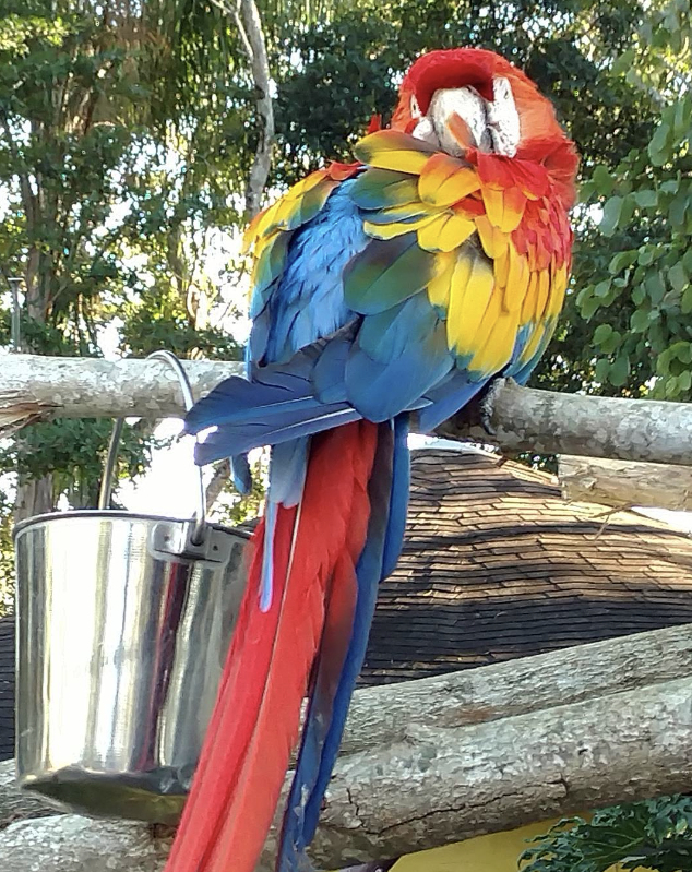 Scarlet Macaw | Mexican Birds.org