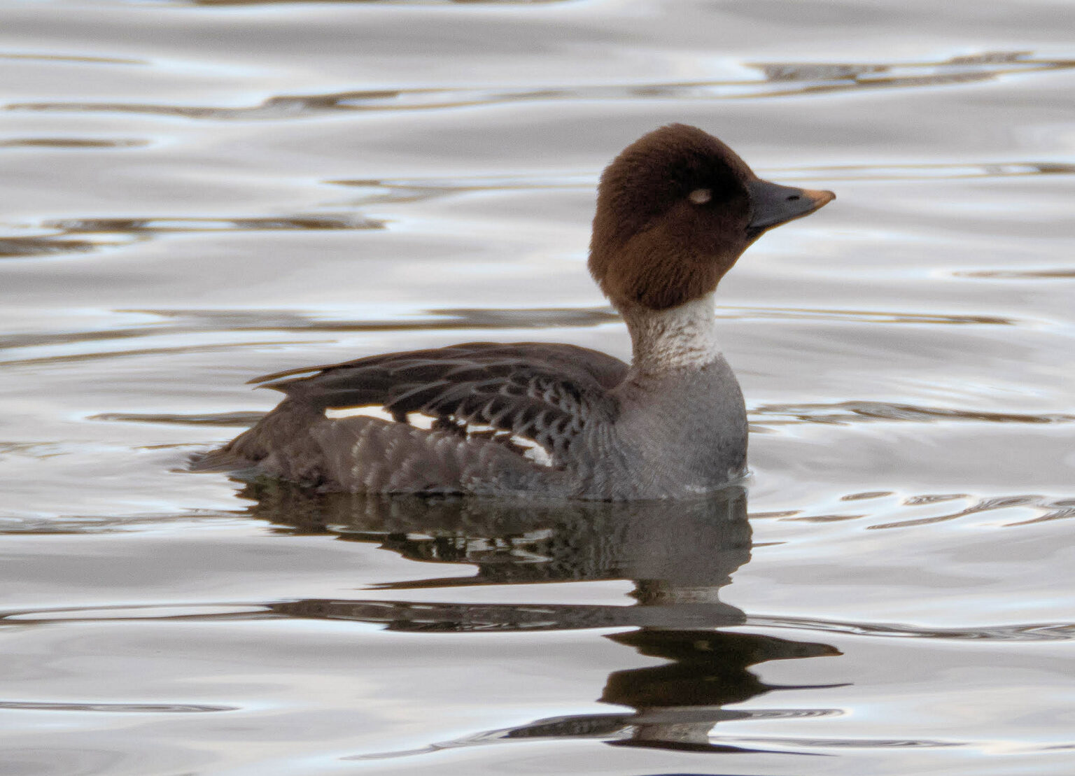 Common Goldeneye | Mexican Birds.org