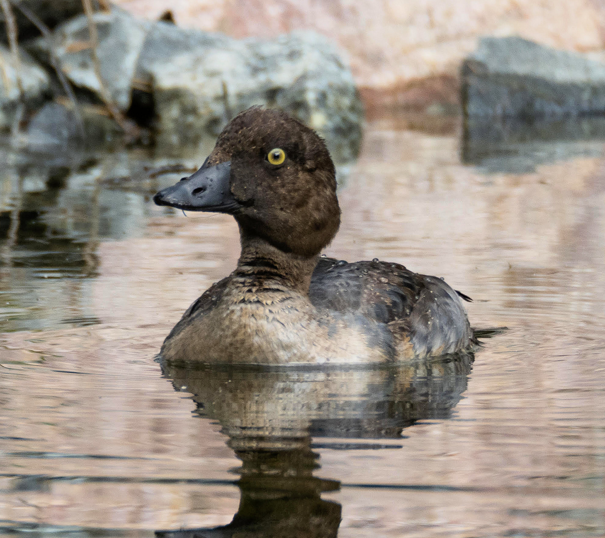 Common Goldeneye | Mexican Birds.org