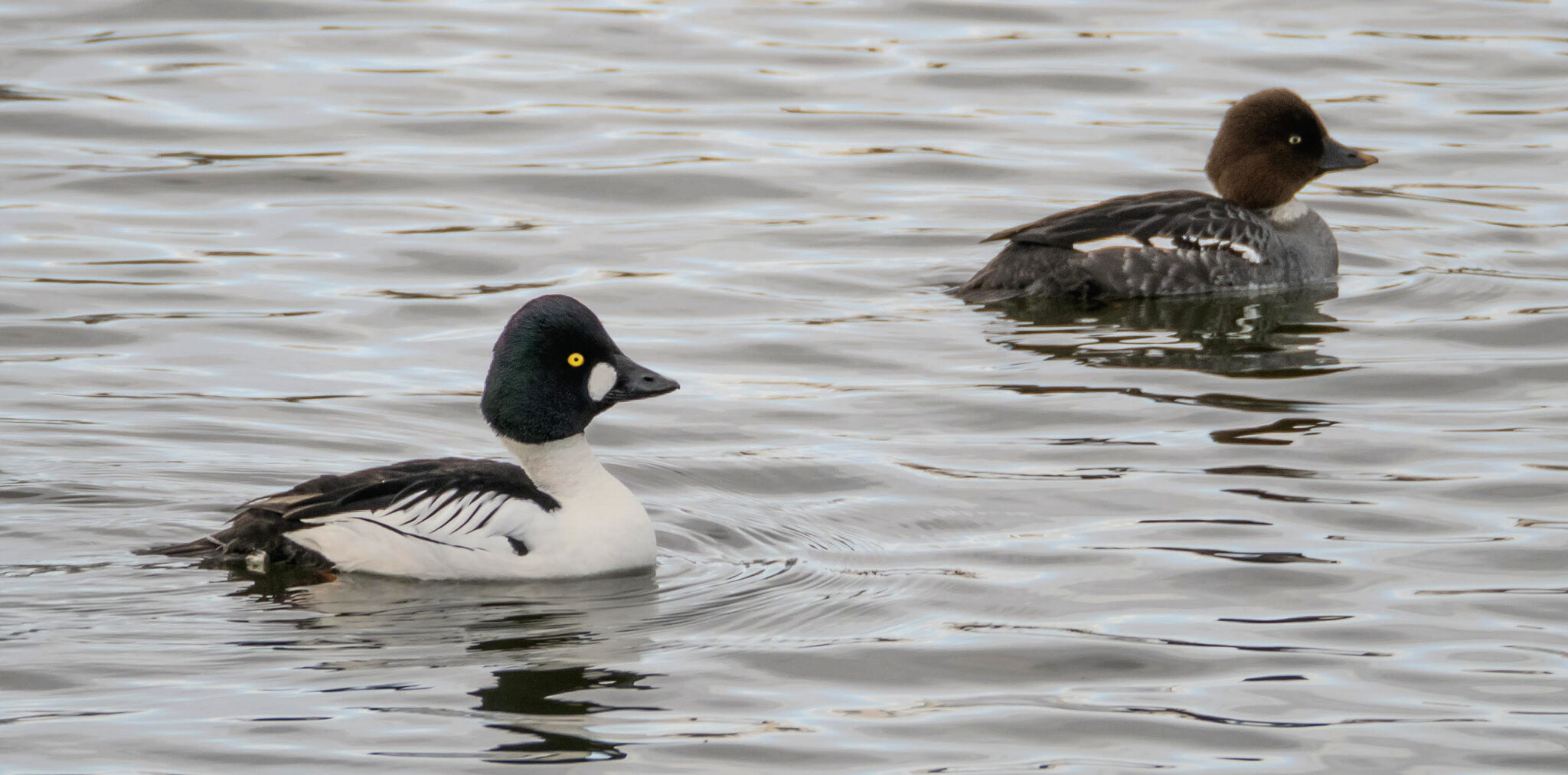Common Goldeneye | Mexican Birds.org