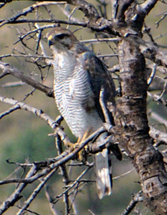 Gray Hawk | Mexican Birds.org