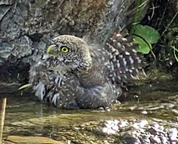 Northern Pygmy-Owl | Mexican Birds.org